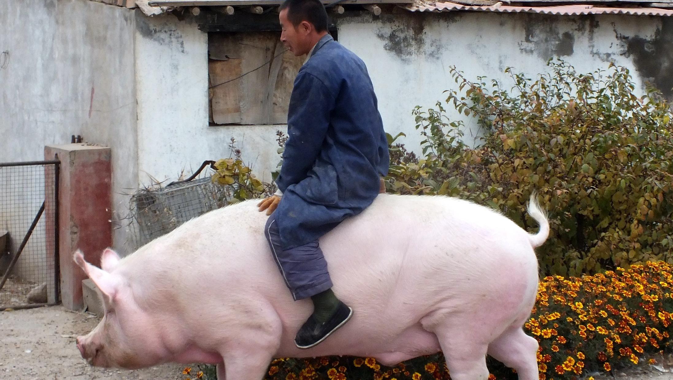Chinas Bauern züchten Riesen-Schweine so groß wie Bären